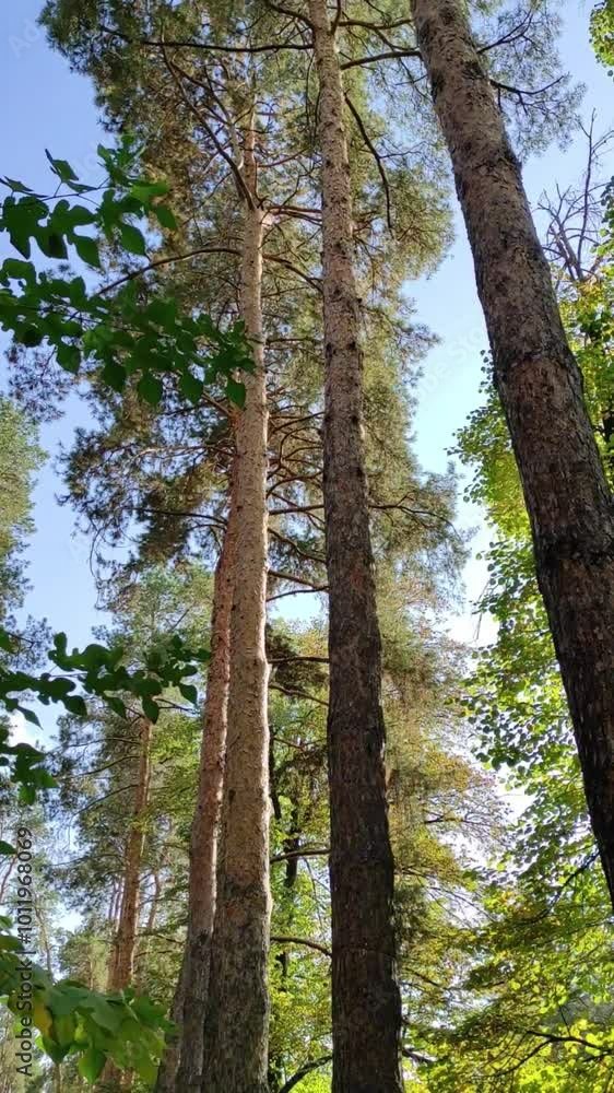 Very tall pine trees in a city park, where people relax and enjoy the ...