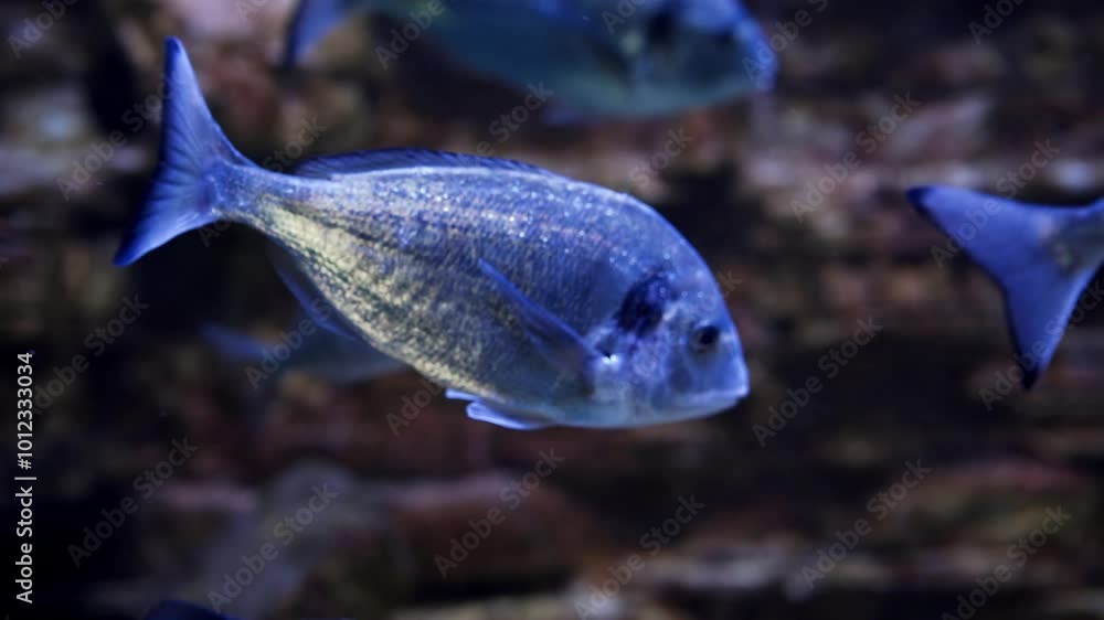 Two electric blue fish with flowing fins and tails gracefully swim in a ...