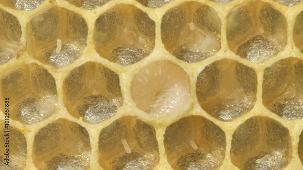 Vidéo Stock Eggs and larvae of future honey bees. These are two ...