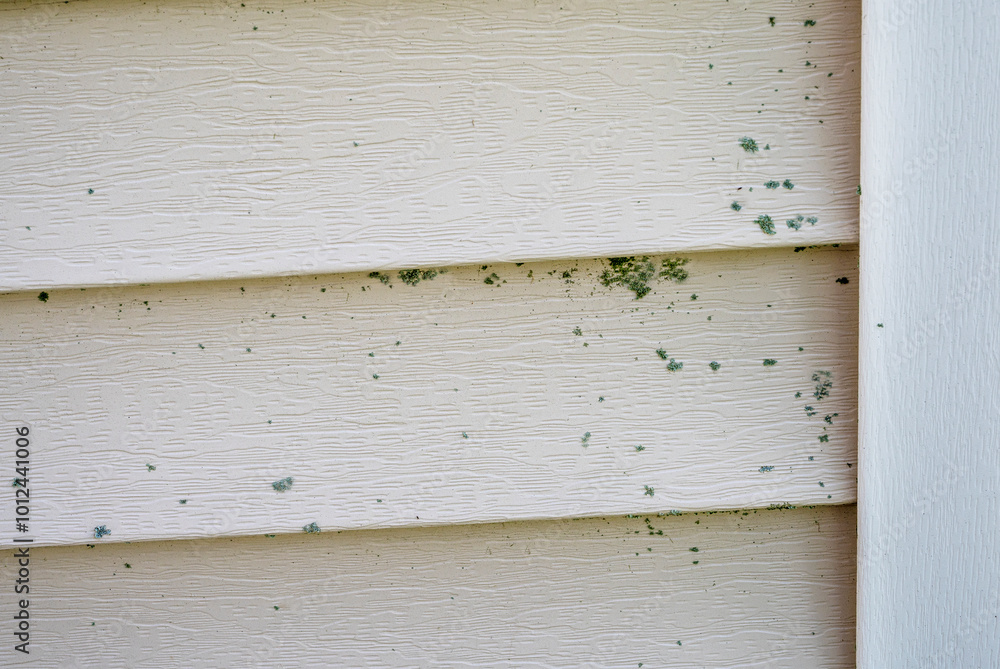 Siding with mold. Exterior wall with algae and mold on house with vinyl ...