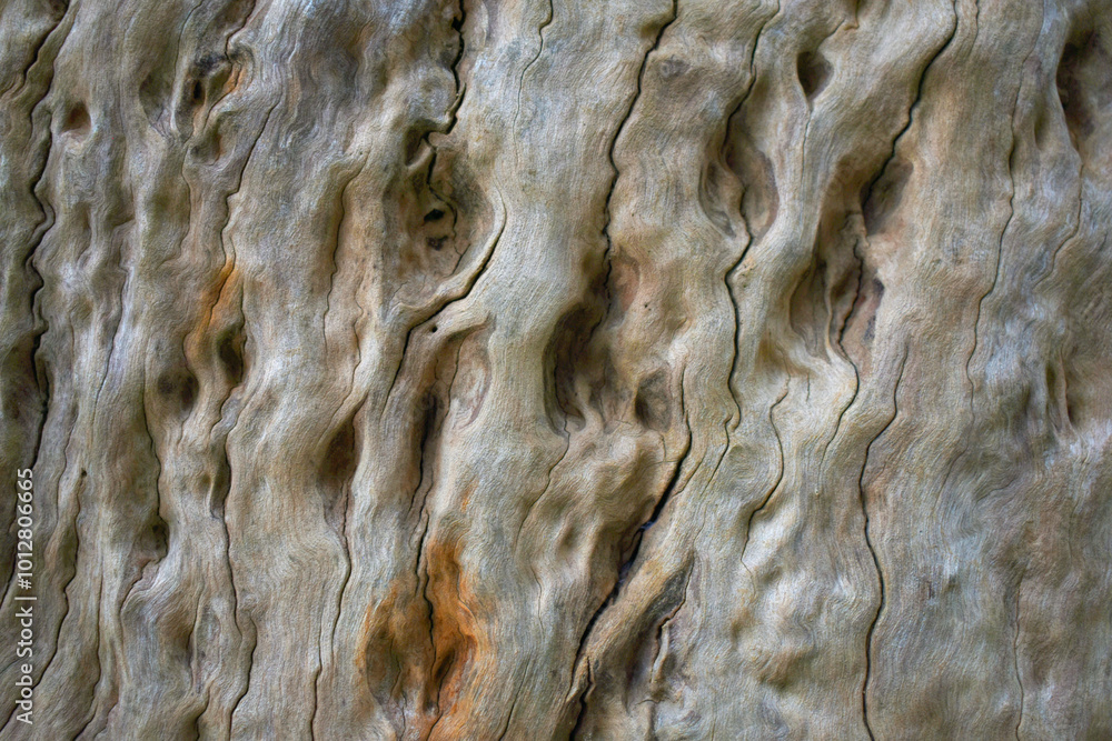 Old tree texture. Bark pattern, For background wood work, Bark of brown ...