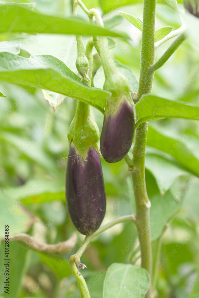 Fresh long purple brinjal (eggplant) hanging on the plant, brinjal in ...