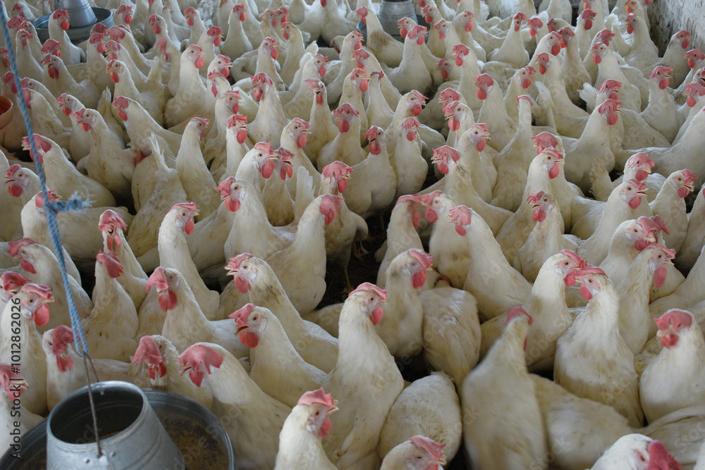 Layer farm, Group of healthy white chicken in poultry farm closeup ...