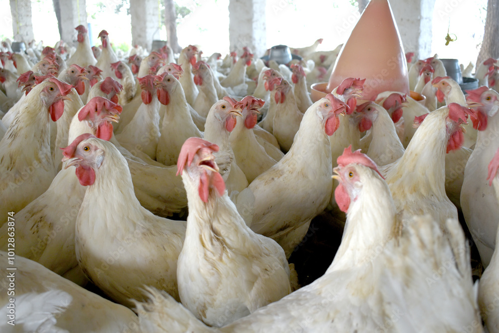Layer farm, Group of healthy white chicken in poultry farm closeup ...