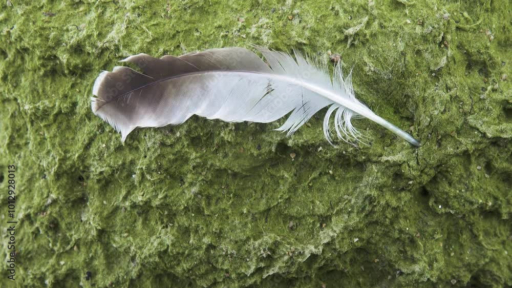 Black feather on a background of green algae (algal mats). Shellduck ...