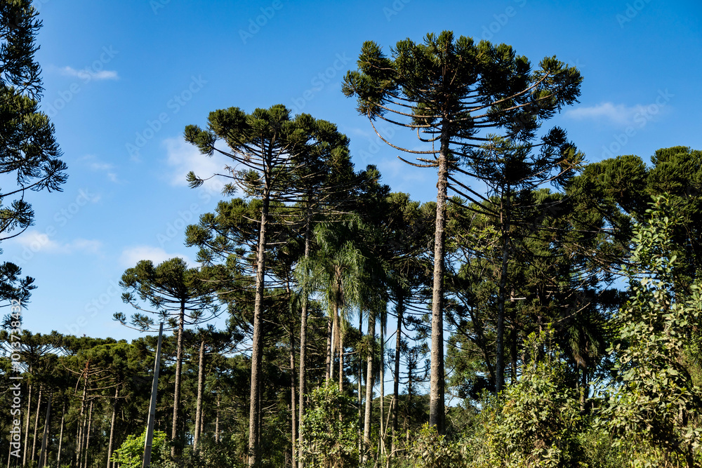Typical Paraná pine (araucaria angustifolia) grows in cold regions of ...