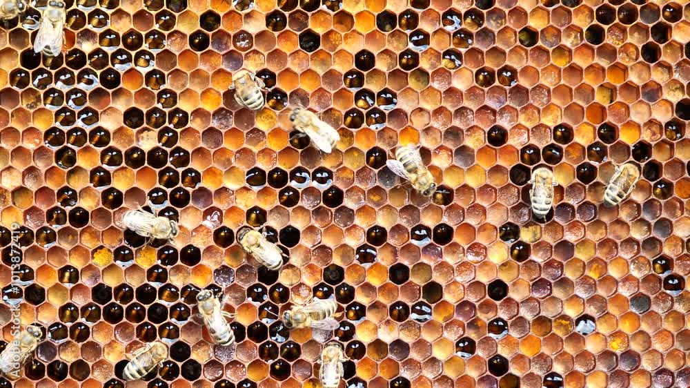 Nectar, honey and pollen in combs. Harmonious development of the bee ...