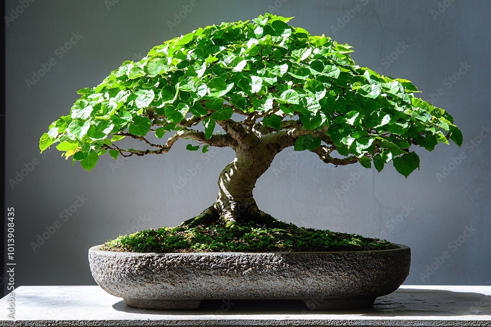 Classic Japanese bonsai tree with a gnarled trunk and bright green ...