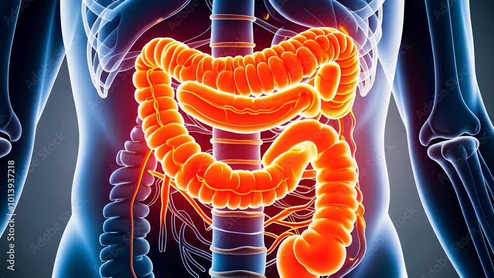 3D Medical Illustration of Human Digestive System with Highlighted ...
