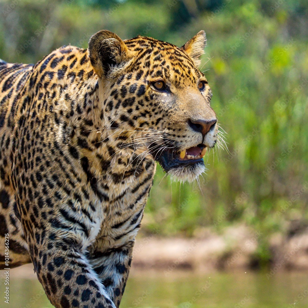 The Diverse Wildlife of the Pantanal Wetlands, Brazil’s Largest ...
