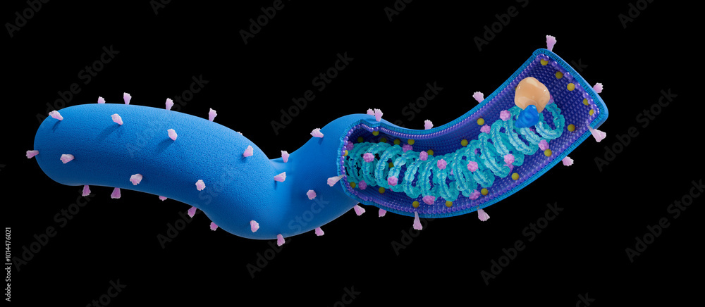 Marburg virus (MARV) structure. The Marburgvirus is of the Filoviridae ...
