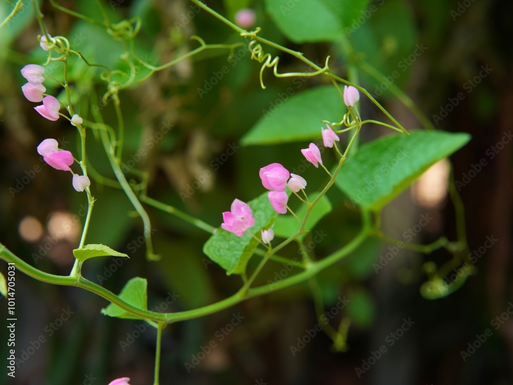 the antigonon leptopus plant or (Coral Vine, Bellísima, Corallita ...