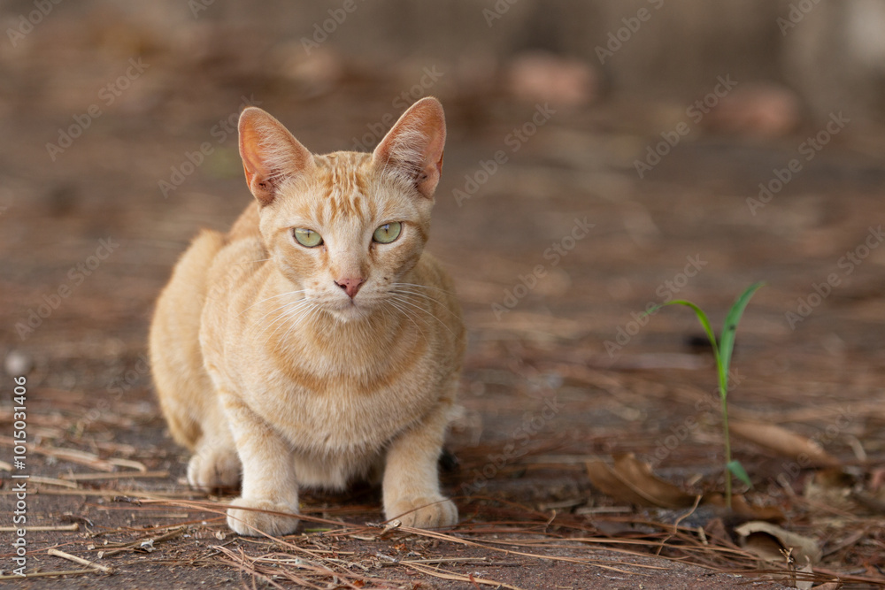 Um gato amarelo, bonito, de pêlos curtos, olhando atento para a câmera ...
