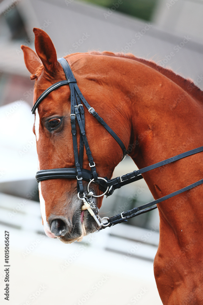 Vertical portrait of a red horse in close-up. Influence of the rider on ...