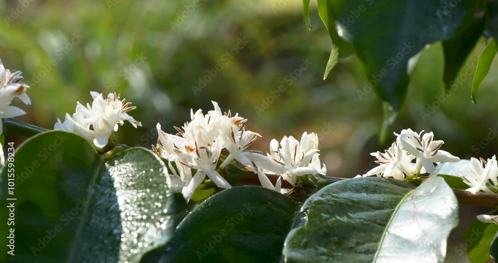 Coffee flower tree green nature white color blossom. White flower on ...