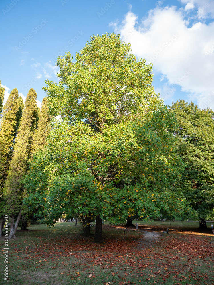 Tulip lily is a deciduous tree. Lily trees are very old trees. Fossil ...