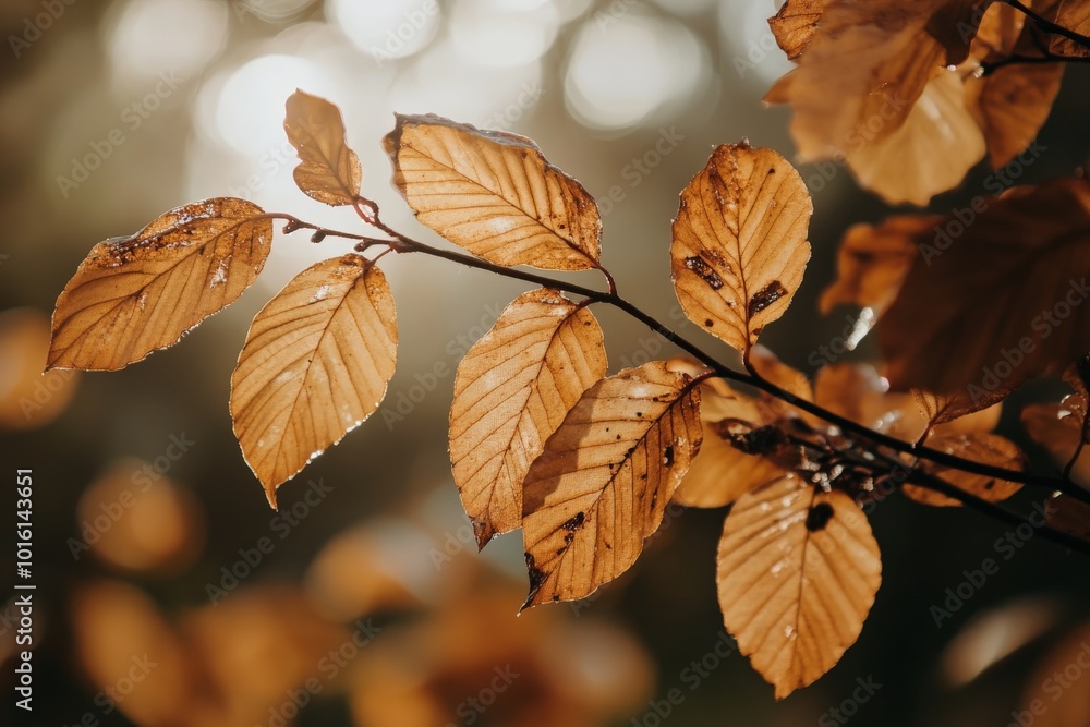 Sunlight filters through a cluster of autumn leaves, enriching their ...