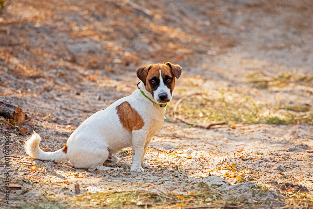 beautiful male dog, a grown-up puppy jack russell terrier, sits on a ...