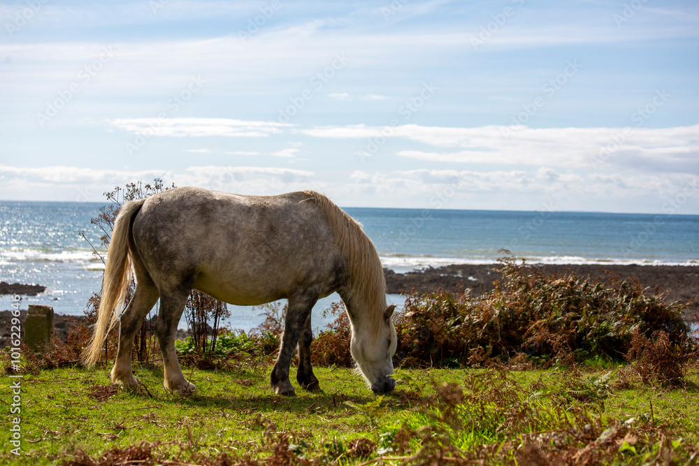 Wild Welsh Ponies grazing on the Gower Peninsula, Port Eynon, Overton ...