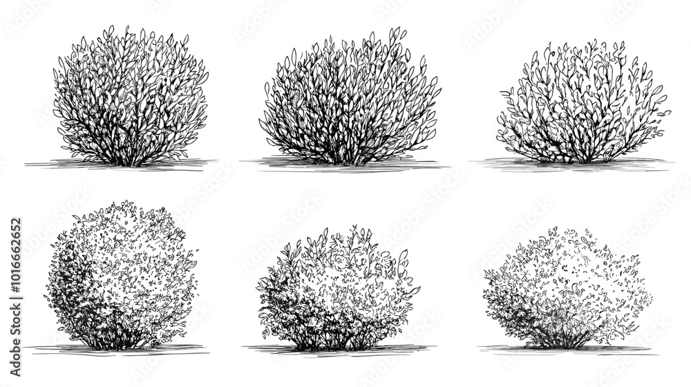 Set of vector bush illustrations on a white background. Architectural ...