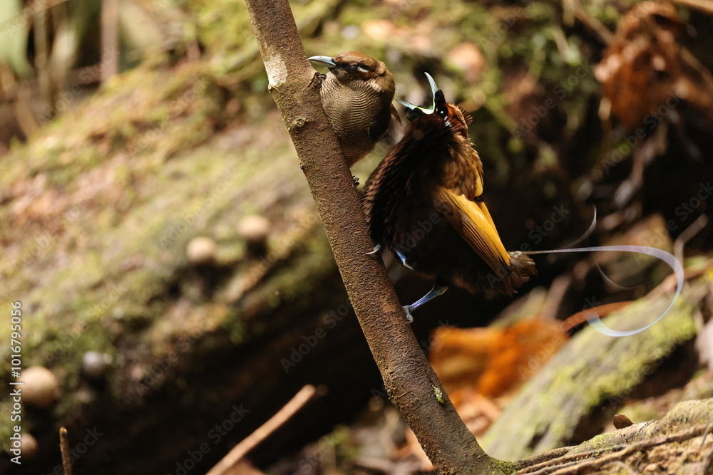 The magnificent bird-of-paradise (Diphyllodes magnificus) is a species ...
