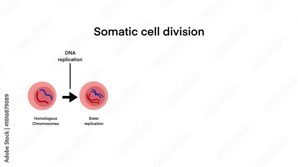 process of somatic cell division, specifically mitosis, the key stages ...