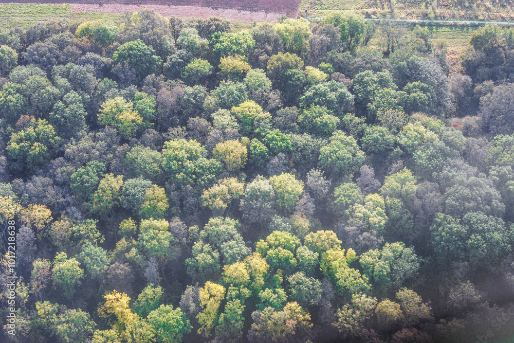 Aerial view of tree plantation for carbon offset, sustainability, green ...