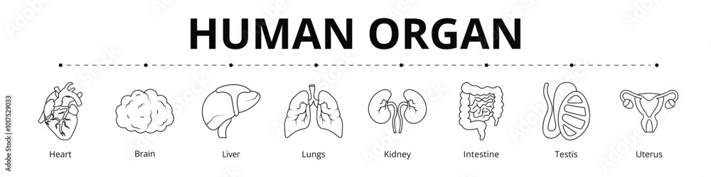 Human Organ Line Banner Web Icon Set Vector Illustration, Heart Brain ...