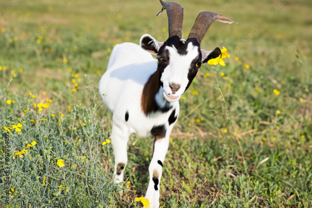 Goat in green and white in field. little grazing young concept. a white horned goat on a green ...