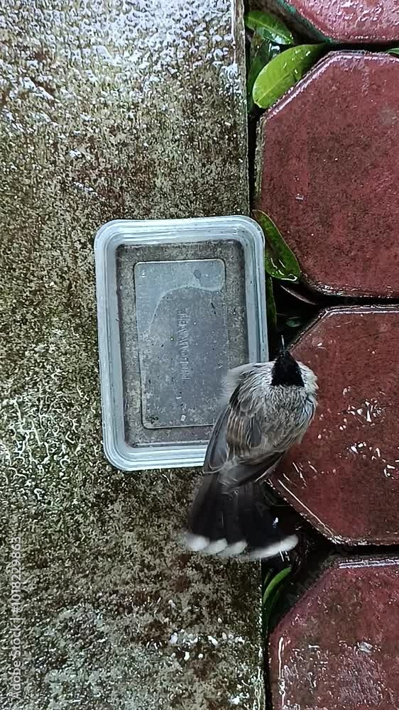 Cute Sooty-headed bulbul bird, Pycnonotus aurigaster is bathing in ...