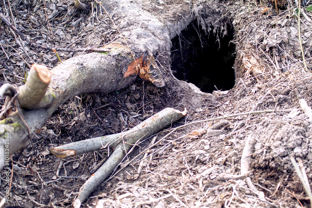 Eurasian beaver (Castor fiber) living hole (beaver house). Entrance ...
