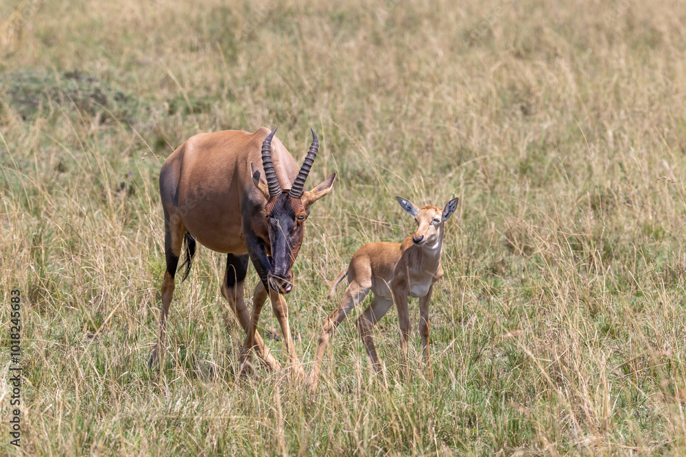 Mother and baby topi, Damaliscus lunatus jimela, in the grasslands of ...