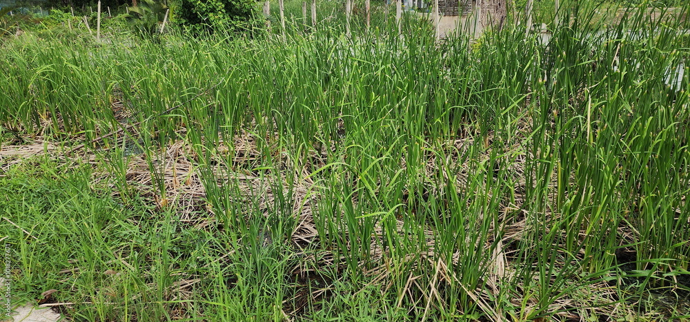 Cattail trees that have not yet fully grown are born in a swamp. Typha ...