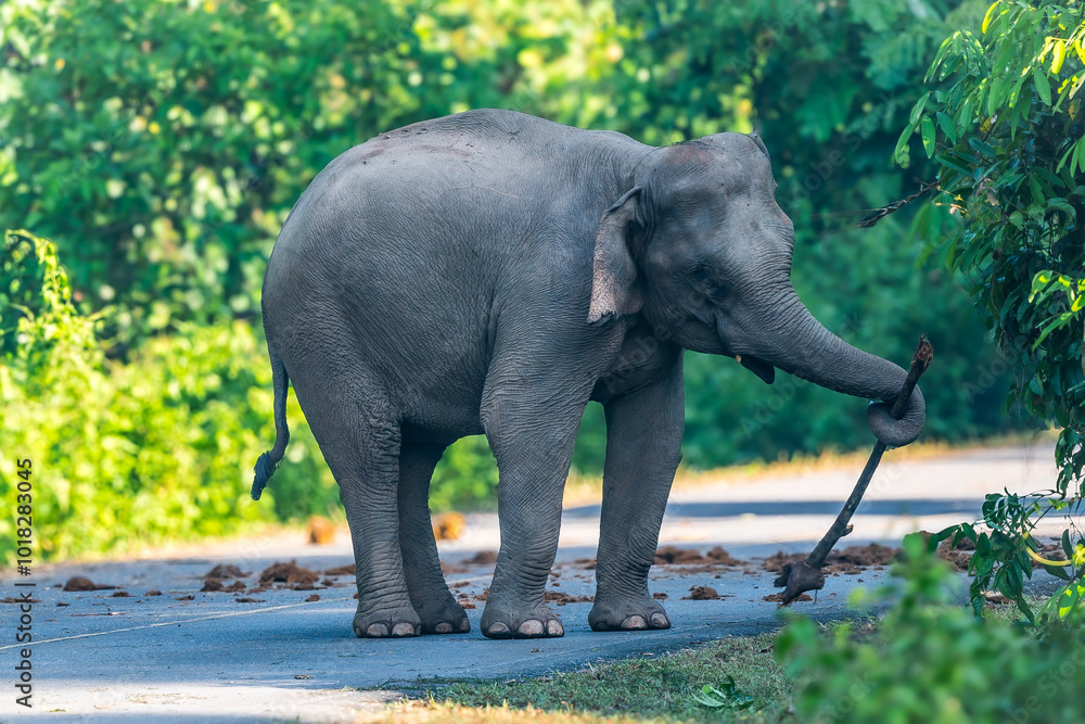 Its body is gray, its snout is called the trunk. The trunk of the Asian ...