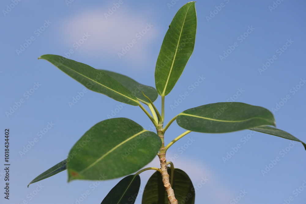 Branch of the rubber fig tree (Ficus elastica) on blue sky Stock Photo ...