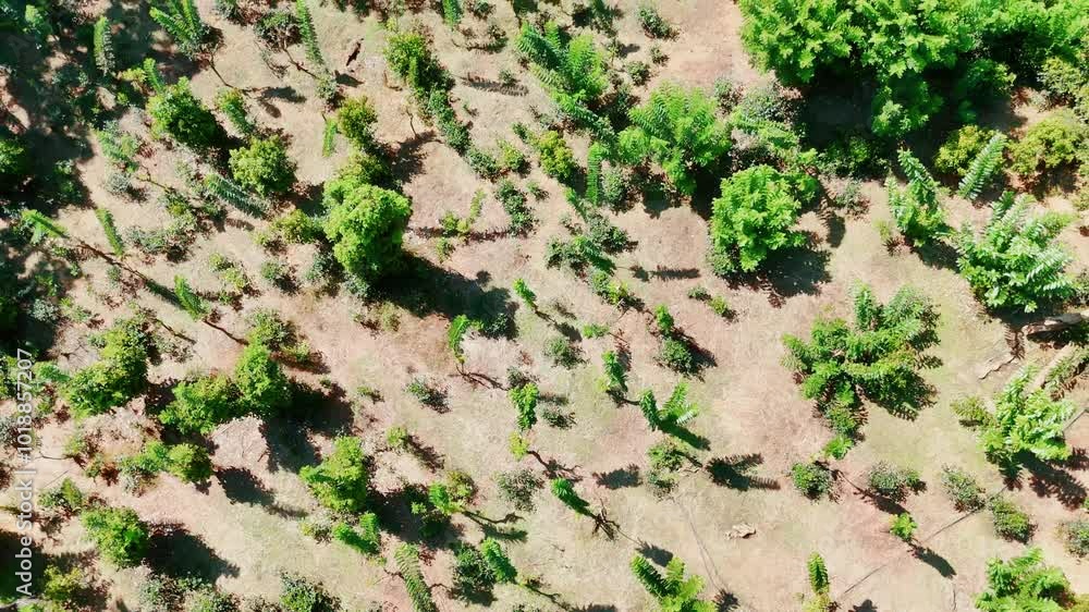 Dry plain with scarce plants growing on. Drone footage above the ...