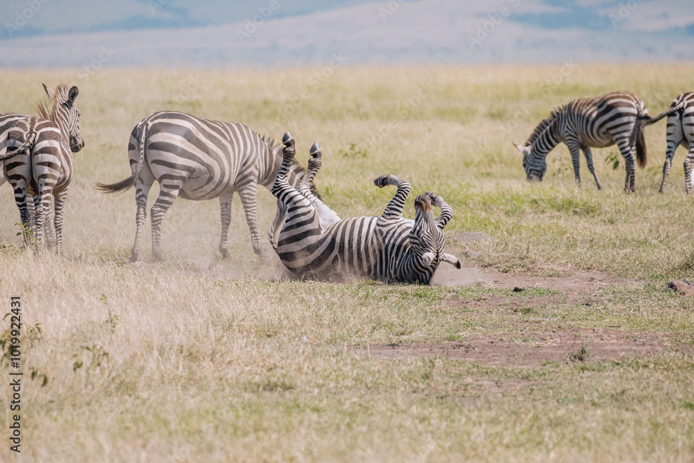 Zebras in the Maasai Mara Stock Photo | Adobe Stock