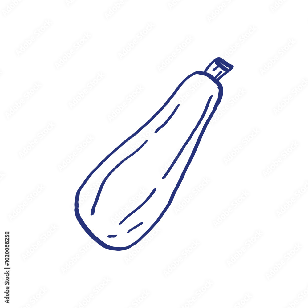 Zucchini. Vegetable sketch. Hand drawn blue pen or marker drawing ...