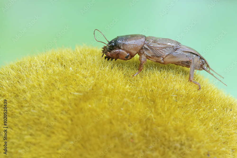 Reflection of a mole cricket on a mirror. This insect has the ...