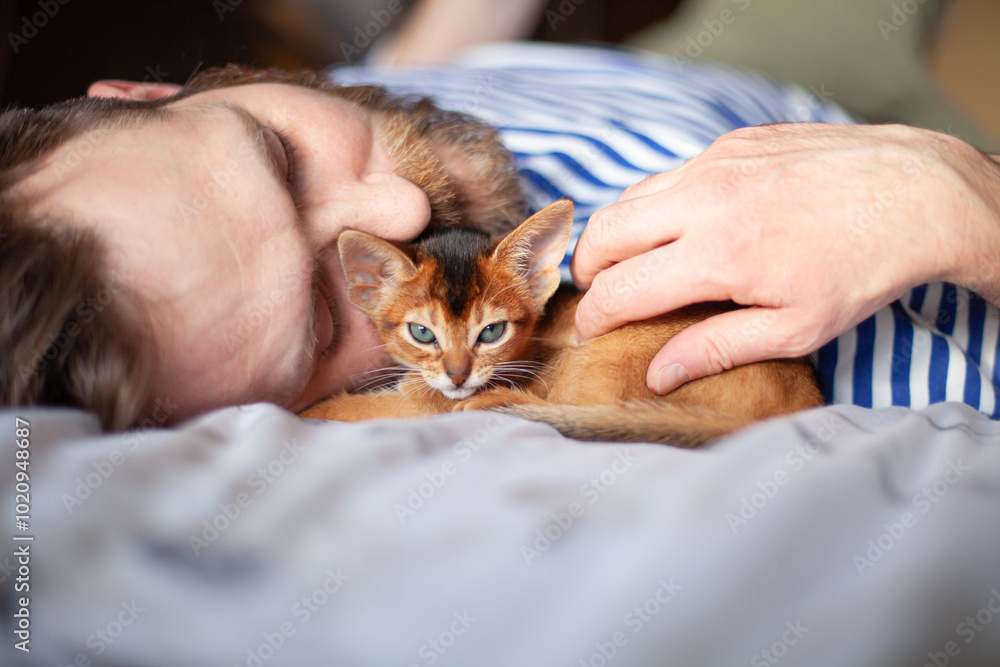 Lifestyle photo of little abyssinian ruddy kitten lying near mans head ...