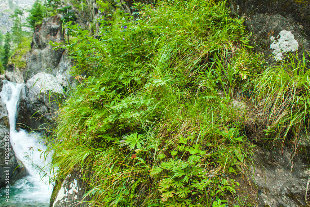 In this photo, a lush patch of greenery clings to the side of a rocky ...