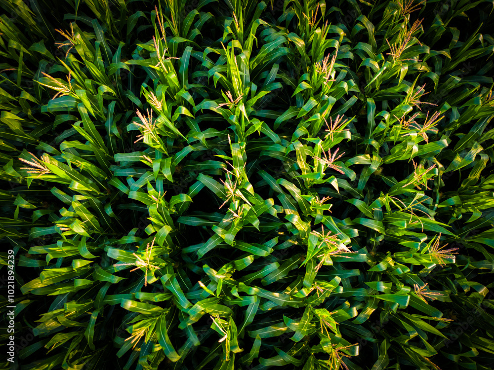 Top down view of beautiful corn field plantation photographed with ...