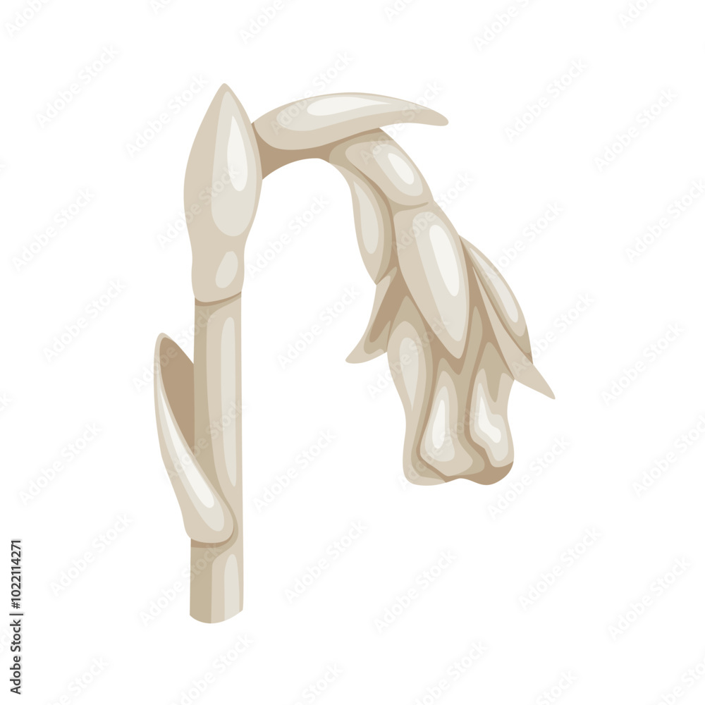Illustration of Monotropa uniflora, also known as ghost plant, ghost ...