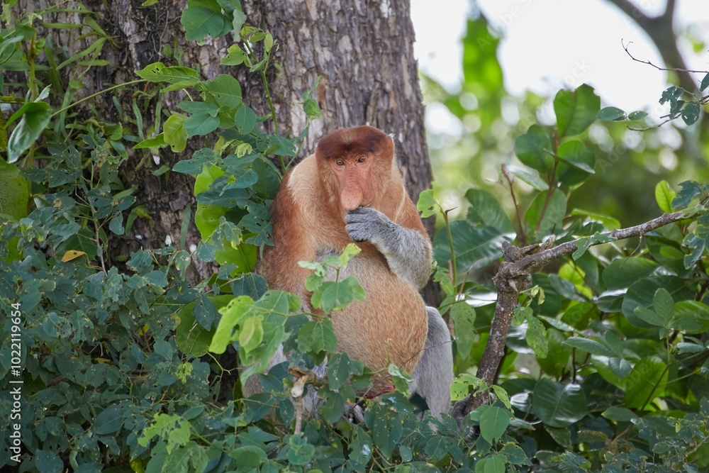The unique Proboscis Monkeys of Bako National Park, Sarawak Province ...