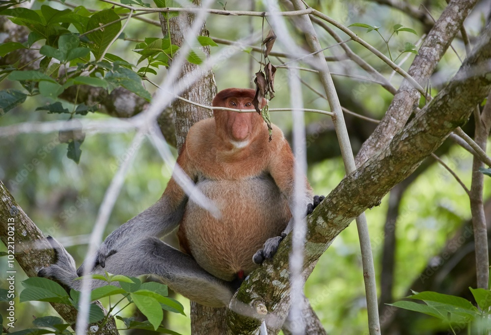 Poster The unique Proboscis Monkeys of Bako National Park, Sarawak ...