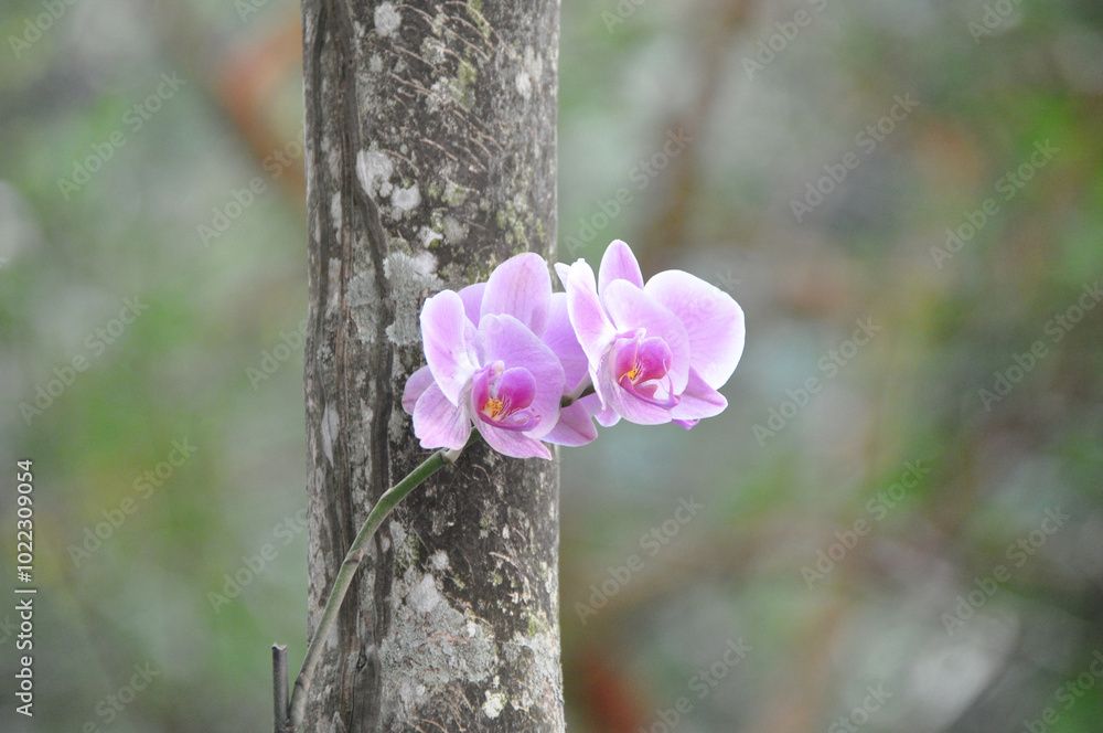 Beautiful orchid planted on a tree. These are all plants that make up ...