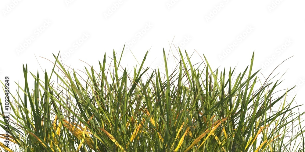 clump of grass isolated on a transparent background. Isolated grass on ...