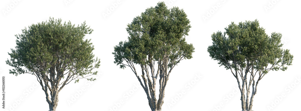 Melaleuca quinquenervia (broad-leaved paperbark, paper bark tea tree ...
