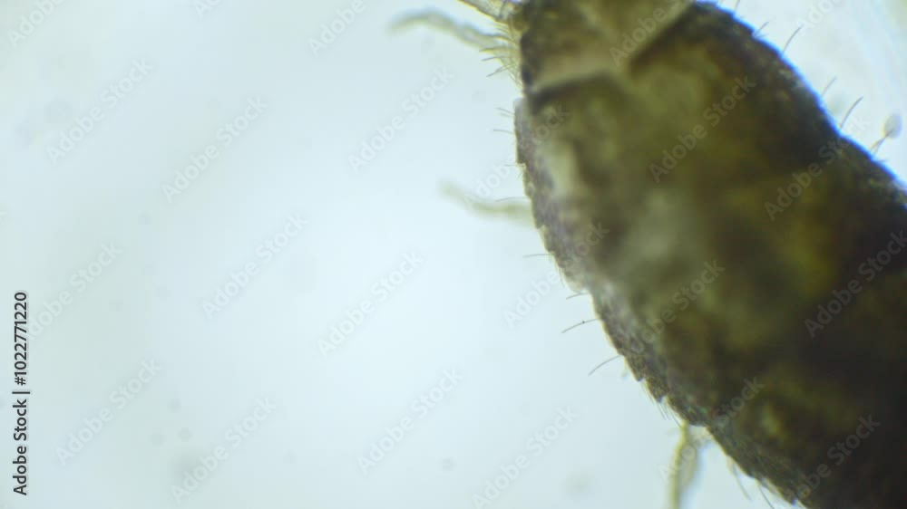 Vidéo Stock A silverfish insect magnified under a microscope, showing ...