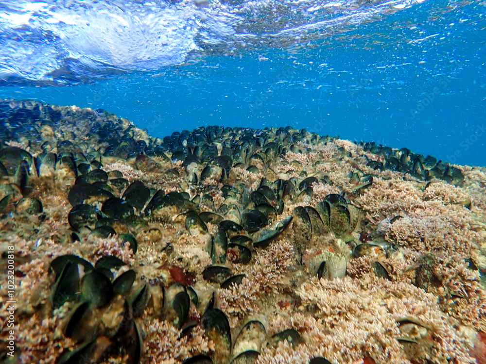 Foto de Mussels underwater on a rock on the sea shore, natural scene in ...